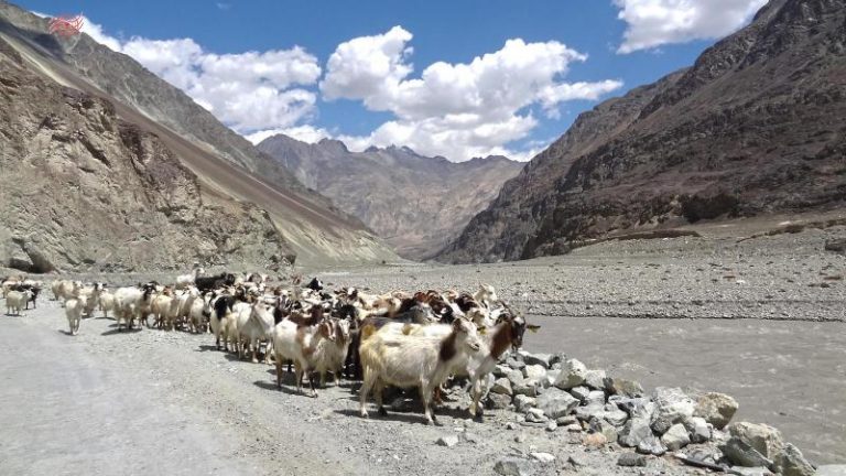 Pashmina Goat Breed Profile - Goat Journal